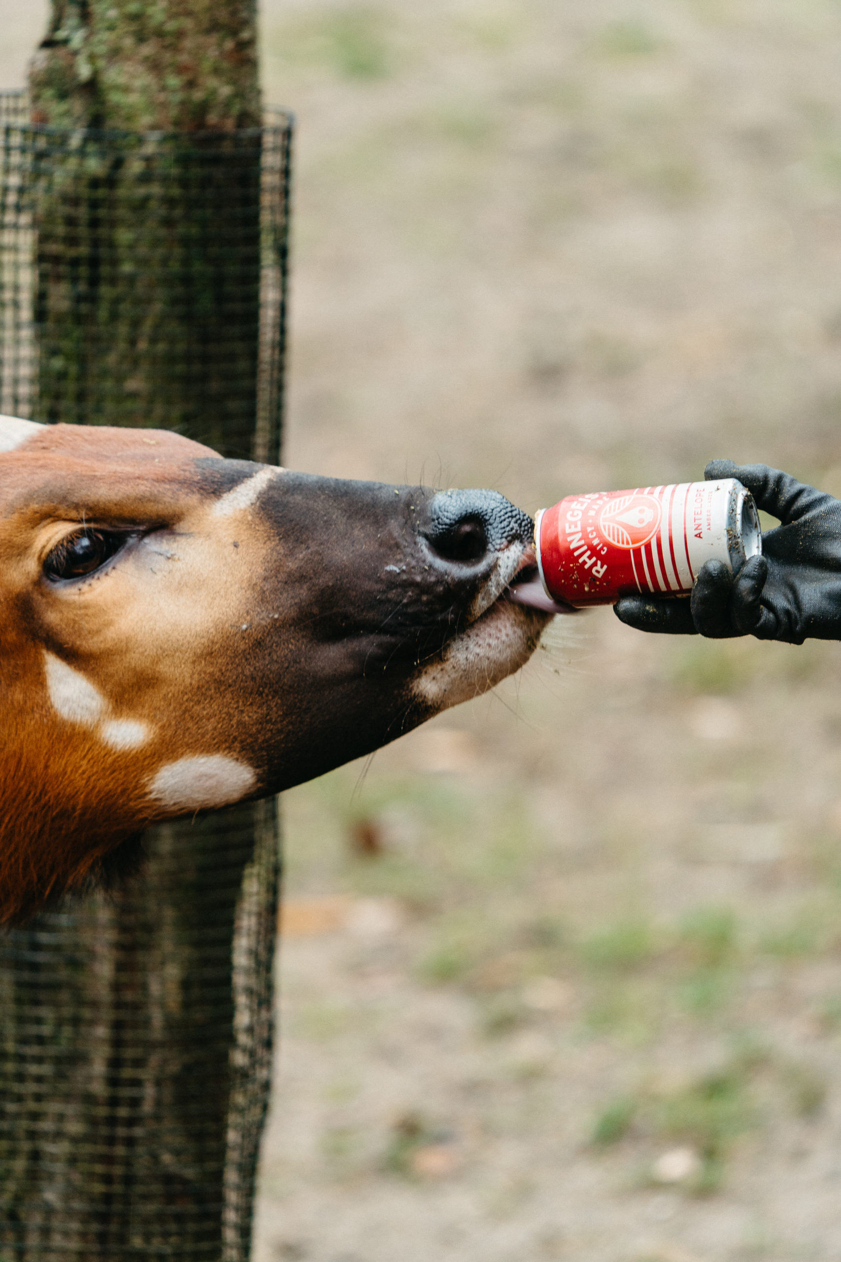 Antelope - Rhinegeist Brewery